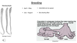 Eastern Pacific red octopus | PPT