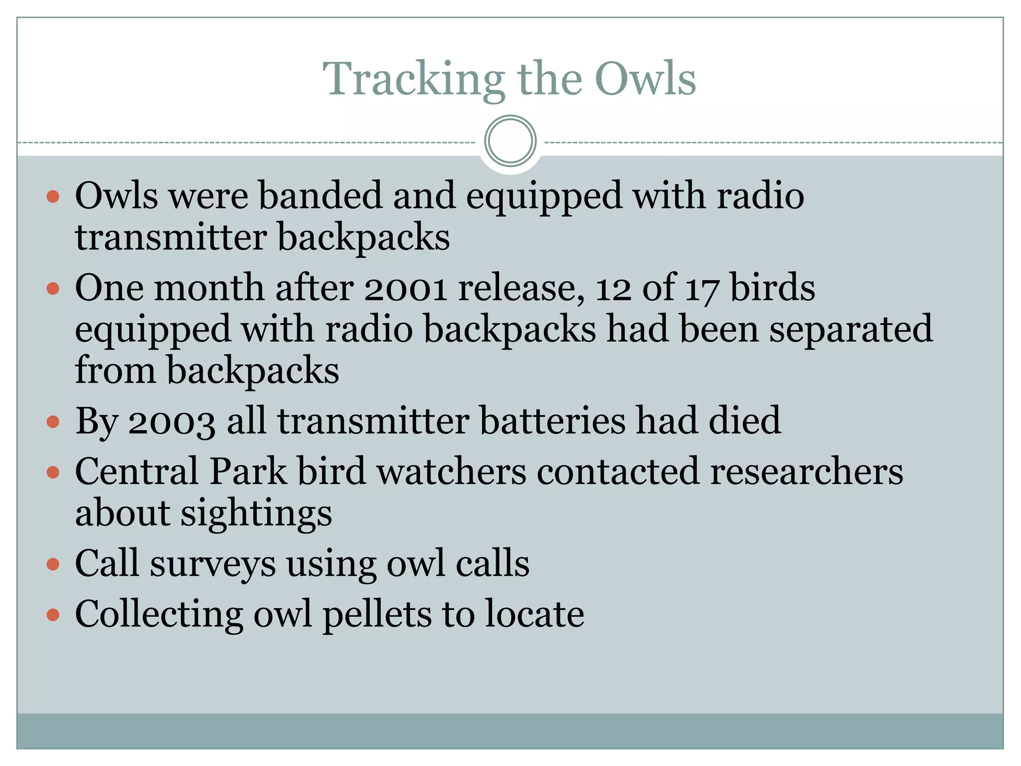 Eastern Screech Owl | PPTX