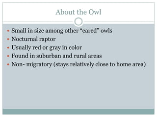 Eastern Screech Owl | PPTX | Birdwatching | Hobbies & Interests