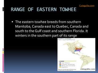 Eastern towhee ppt | PPT
