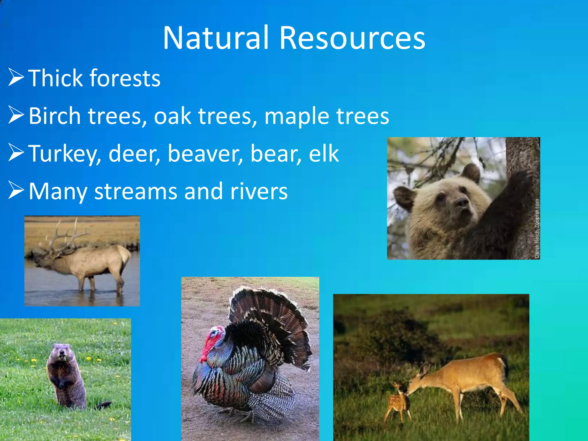 Eastern woodlands2 | PPTX