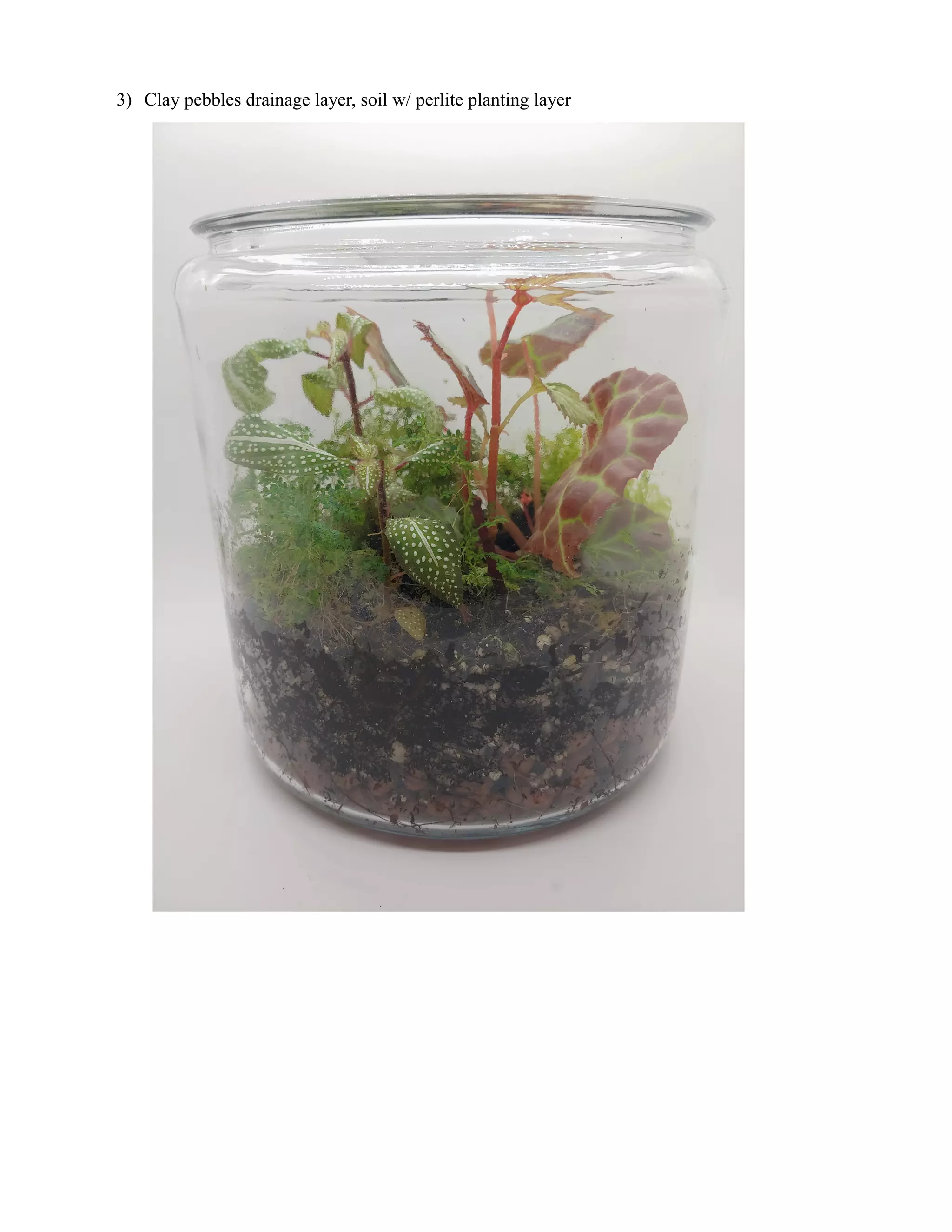 Easy DIY Terrarium Guide | PDF