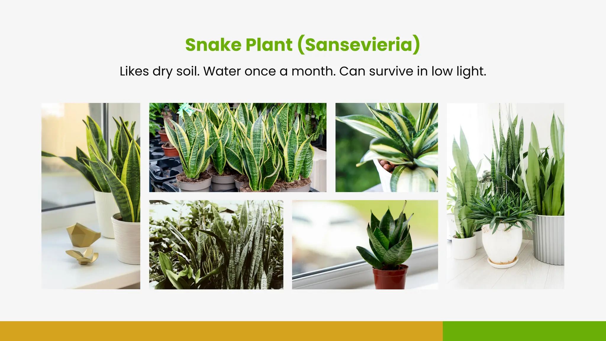 How to care Houseplants: Beginners guide! | PDF