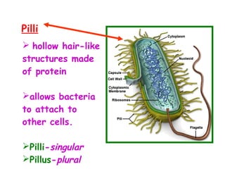 BACTERIA -1 | PPT