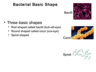 BACTERIA -1 | PPT