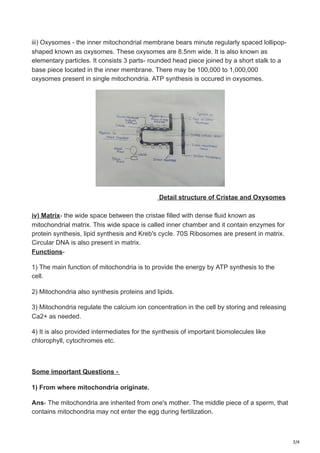 easylearningwithned.blogspot.com-What are Mitochondria Structure and ...