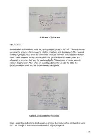 easylearningwithned.blogspot.com-What is Lysosomes Origin and ...