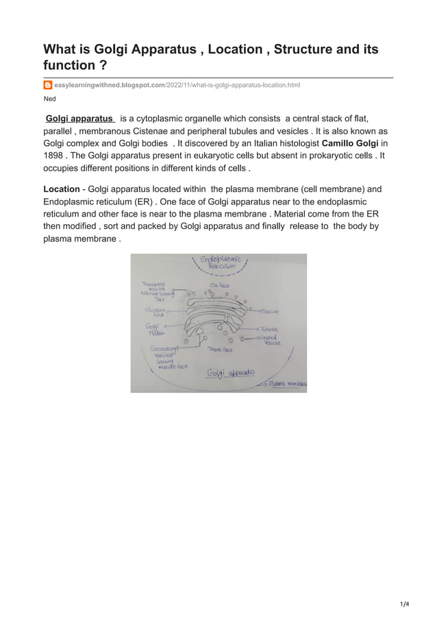 easylearningwithned.blogspot.com-What is Golgi Apparatus Location ...