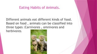 Eating Habits of Animals of Forest and Land | PPT