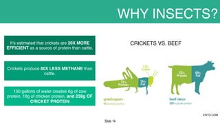Part of Edible Insects' Final Pitch | PDF