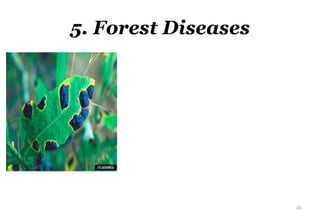 Forests | PPT