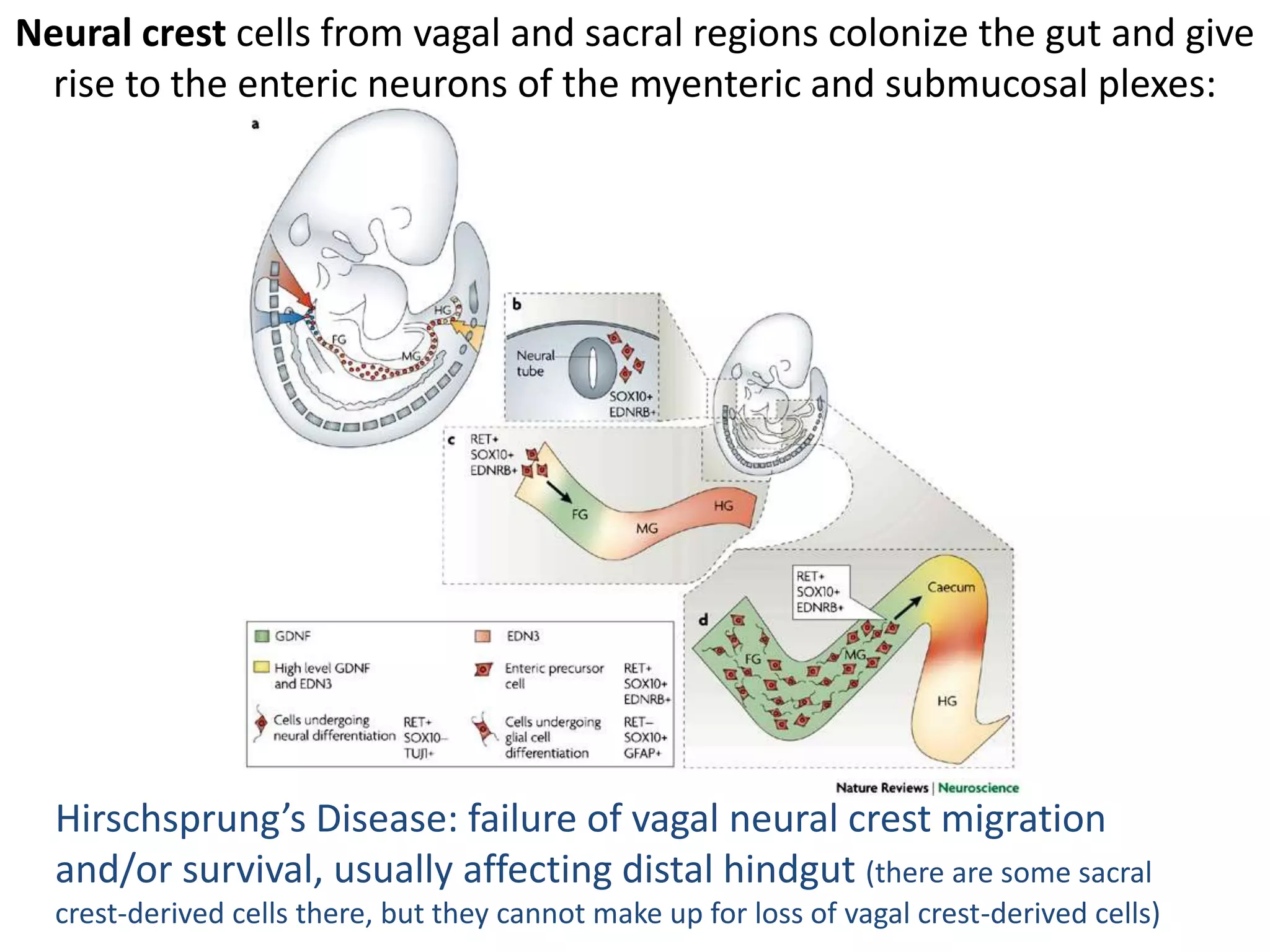 Eb4 gut development | PPT