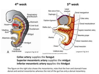 Eb4 gut development | PPT