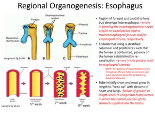 Eb4 gut development | PPT