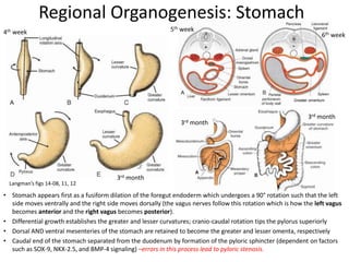 Eb4 gut development | PPT