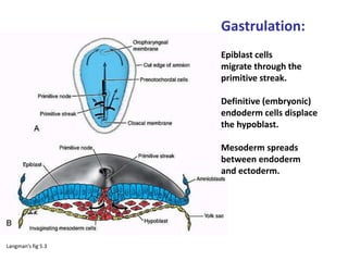 Eb4 gut development | PPT