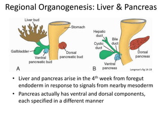 Eb4 gut development | PPT