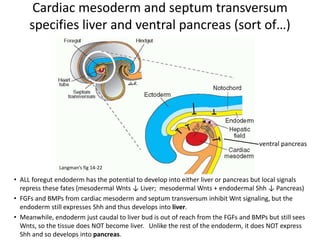 Eb4 gut development | PPT