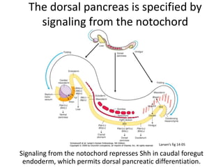 Eb4 gut development | PPT