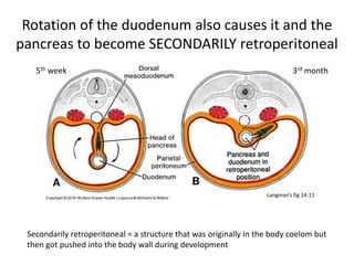 Eb4 gut development | PPT