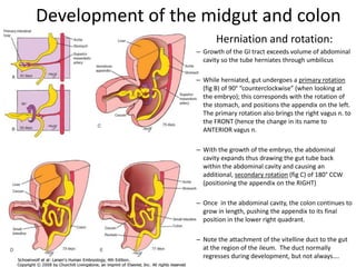 Eb4 gut development | PPT