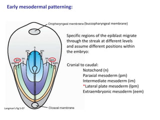 Eb4 gut development | PPT