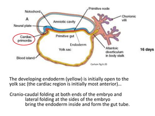 Eb4 gut development | PPT