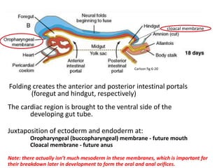 Eb4 gut development | PPT
