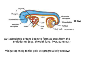 Eb4 gut development | PPT
