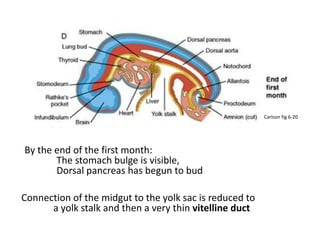 Eb4 gut development | PPT