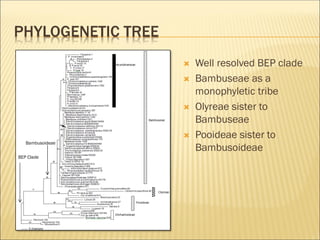 Phylogenetics of the grass family (poaceae) | PDF