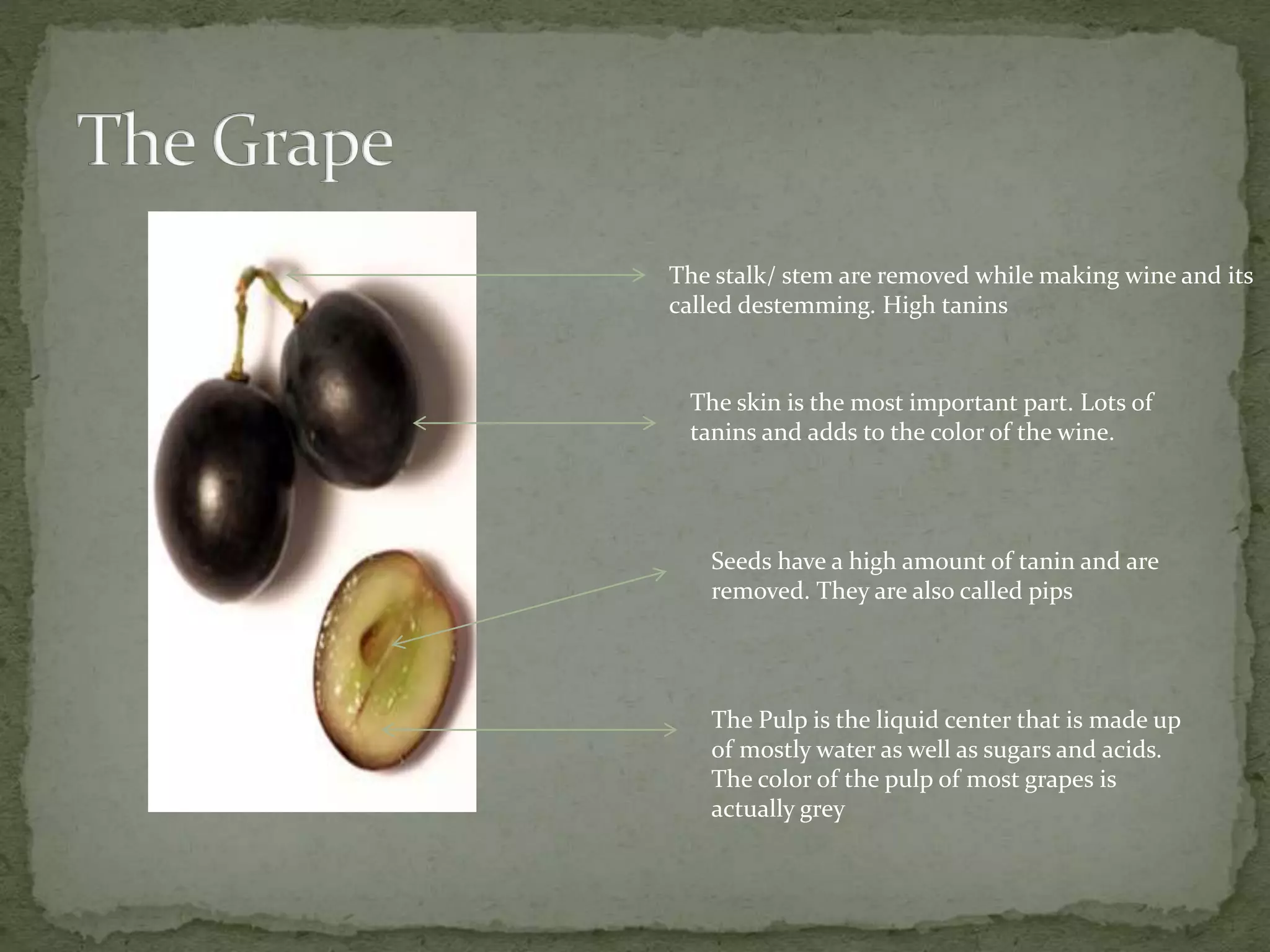 BASIC WINE TRAINING | PPTX