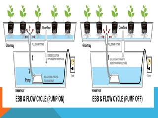 Ebb and flow system | PPTX