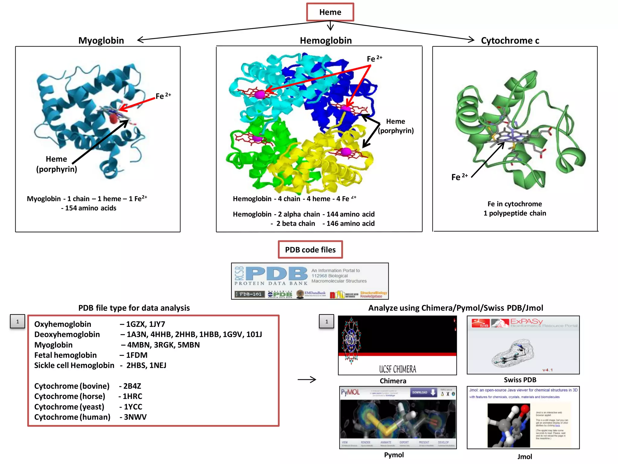IB Chemistry on ICT, Protein Sequencing , Chimera, Jmol, Pymol for ...