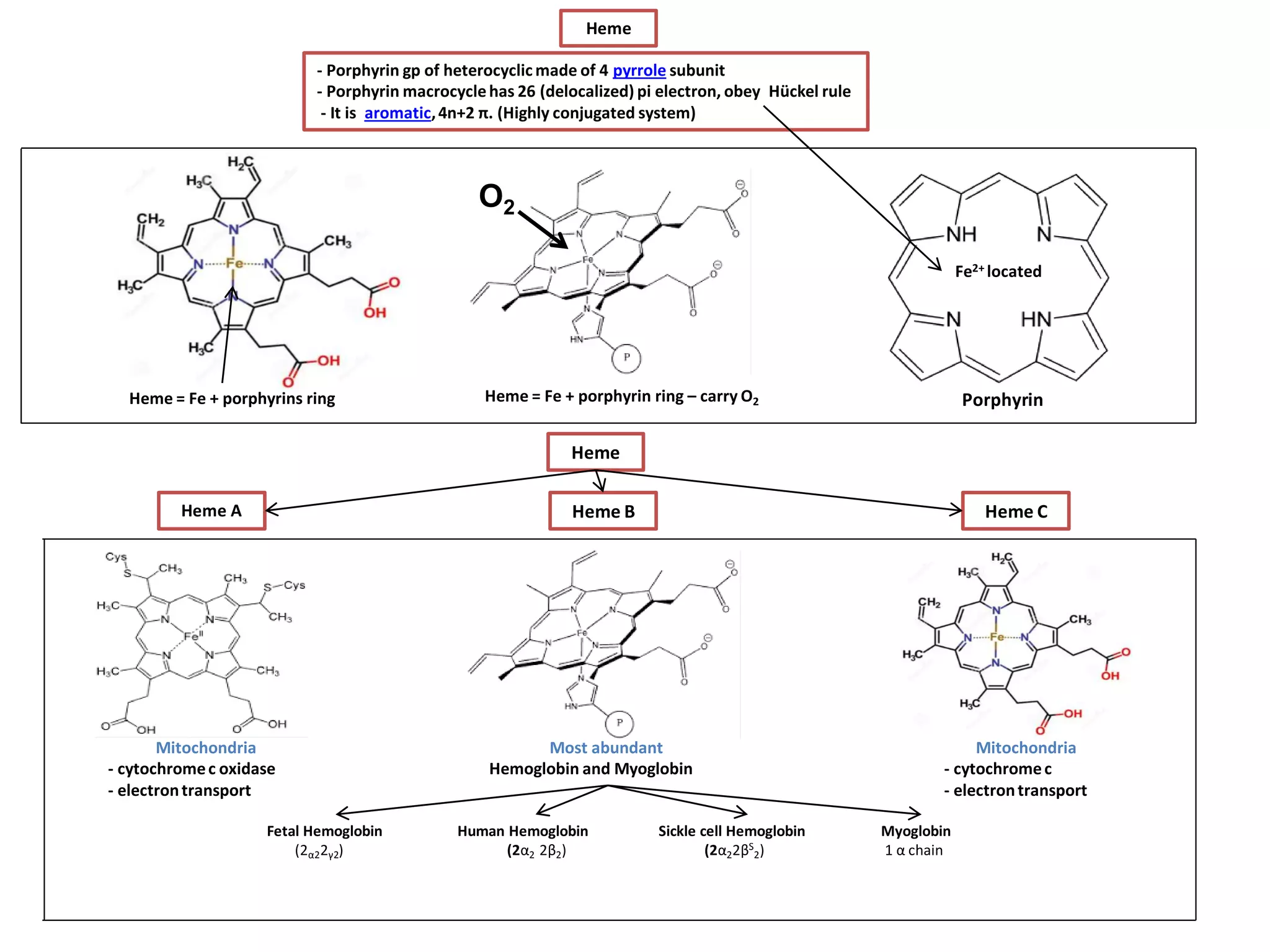 IB Chemistry on ICT, Protein Sequencing , Chimera, Jmol, Pymol for ...