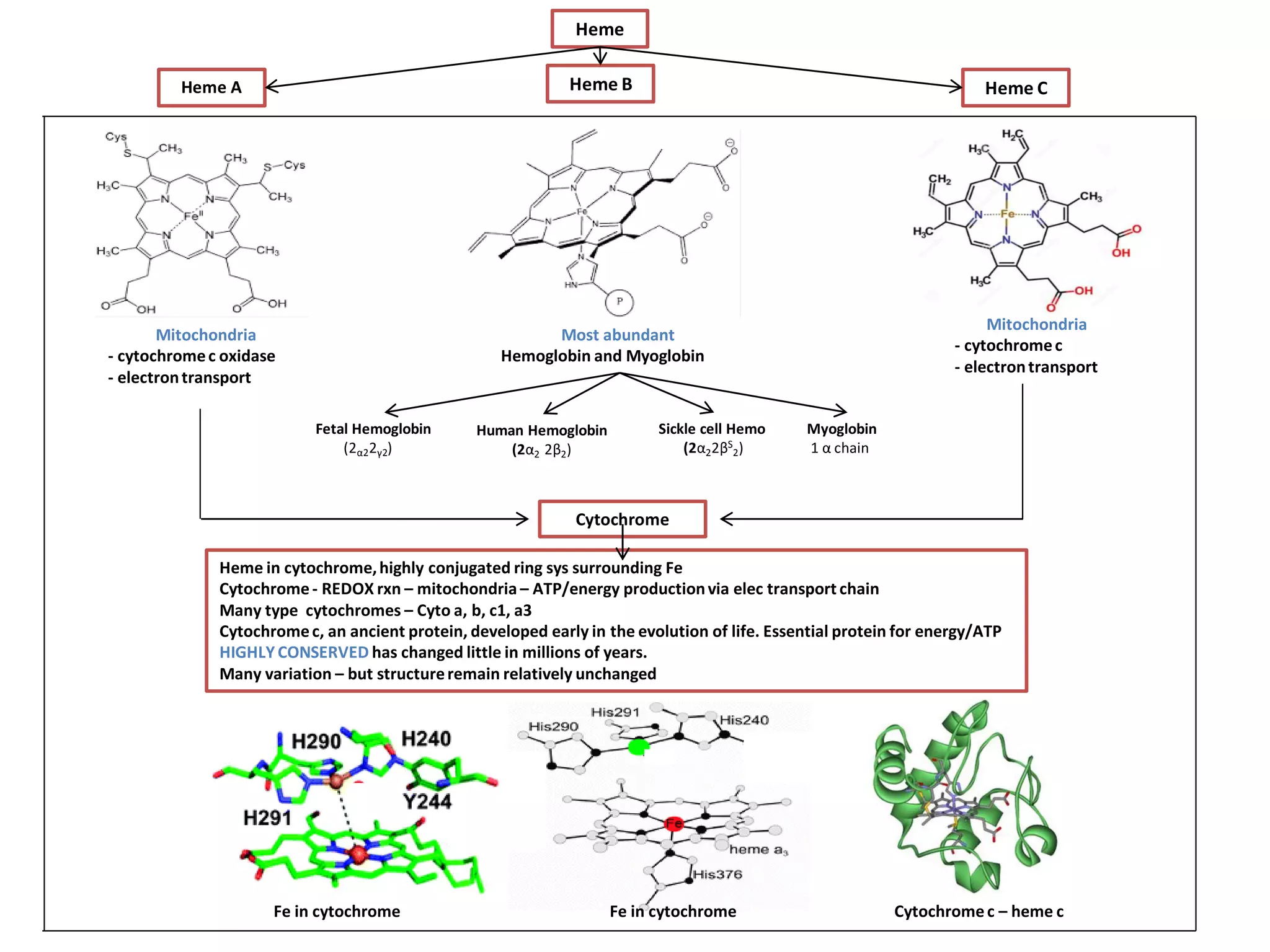IB Chemistry on ICT, Protein Sequencing , Chimera, Jmol, Pymol for ...