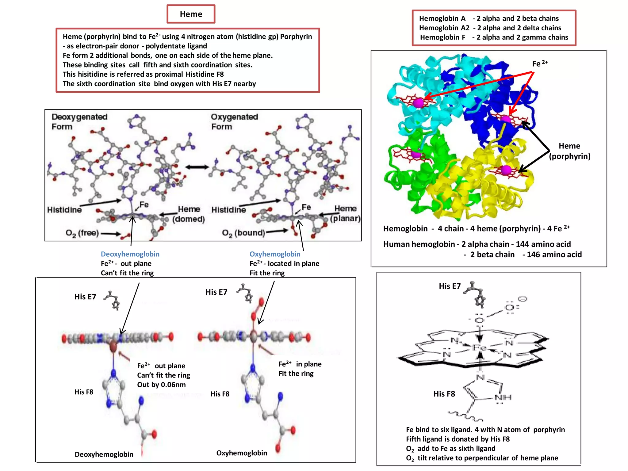 IB Chemistry on ICT, Protein Sequencing , Chimera, Jmol, Pymol for ...