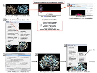 IB Chemistry on ICT, Protein Sequencing , Chimera, Jmol, Pymol for ...