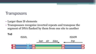 Endospores and bacterial nucleic acids | PPTX