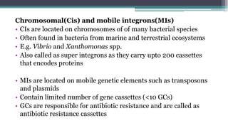 Endospores and bacterial nucleic acids | PPT