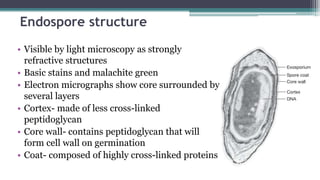 Endospores and bacterial nucleic acids | PPT