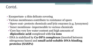 Endospores and bacterial nucleic acids | PPT
