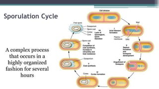 Endospores and bacterial nucleic acids | PPT