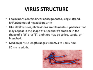 Ebola Virus Disease | PPT
