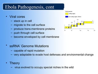 Ebola | PPT