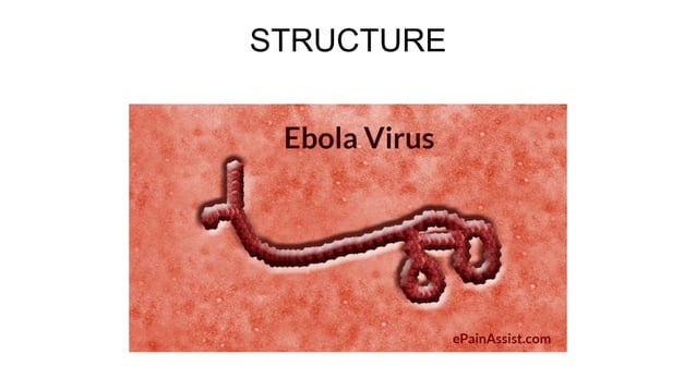 EBOLA.pptx | Free download
