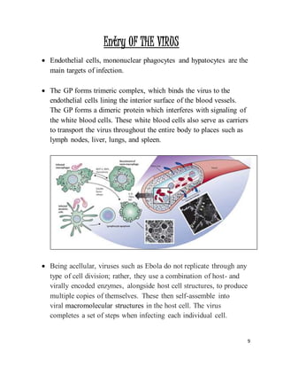 Ebola biology investigatory project | DOCX