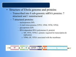 Ebola final | PPT