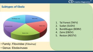 Ebola virus | PPT