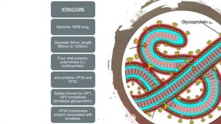 Ebola virus | PPTX